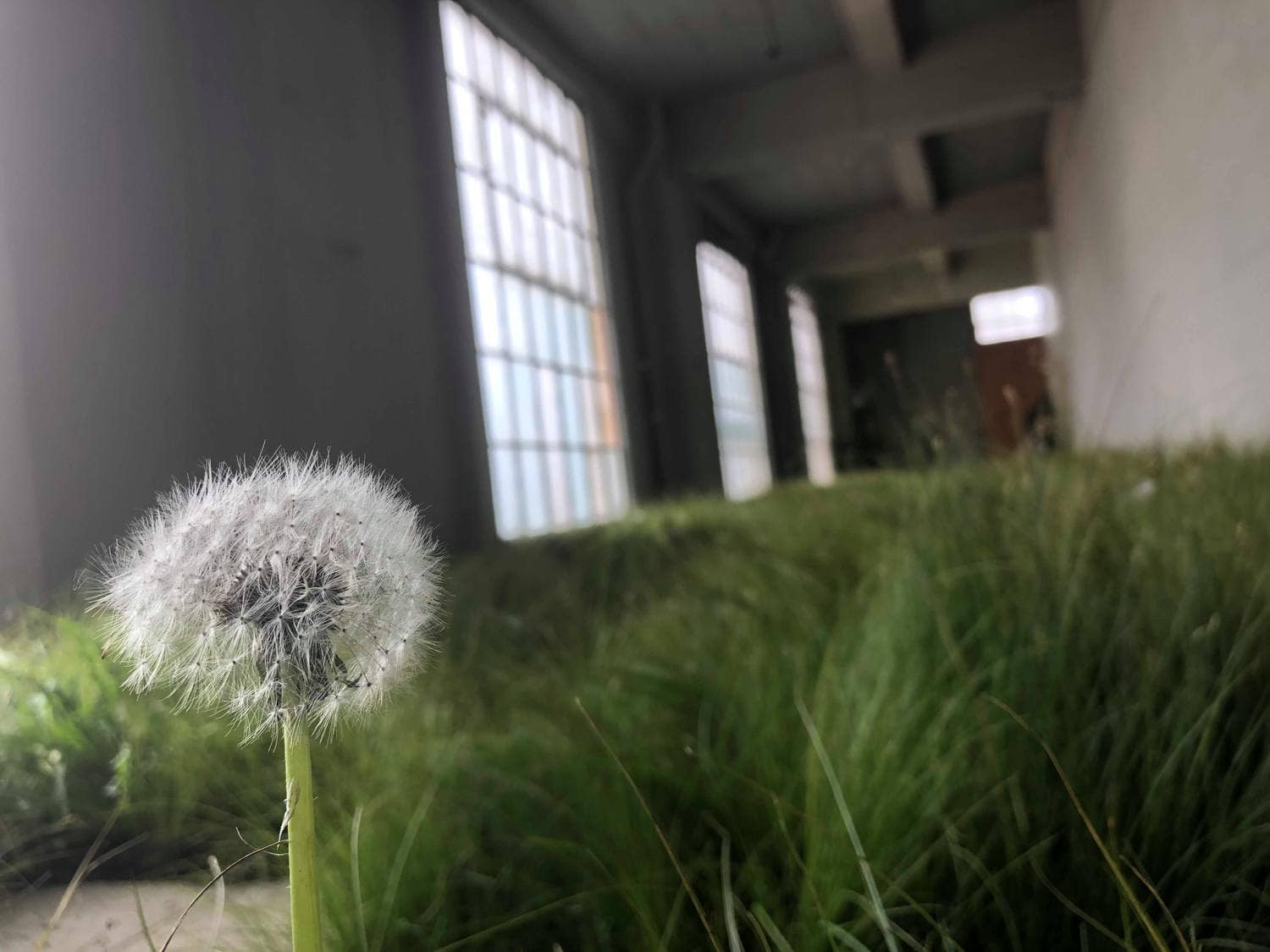 Dandelions is a Fleeting Immersive Wish Come True - Haunting